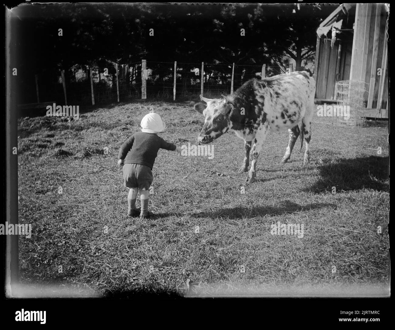 Clyde feeding bess the cow clyde feeding bess the cow hi-res stock ...