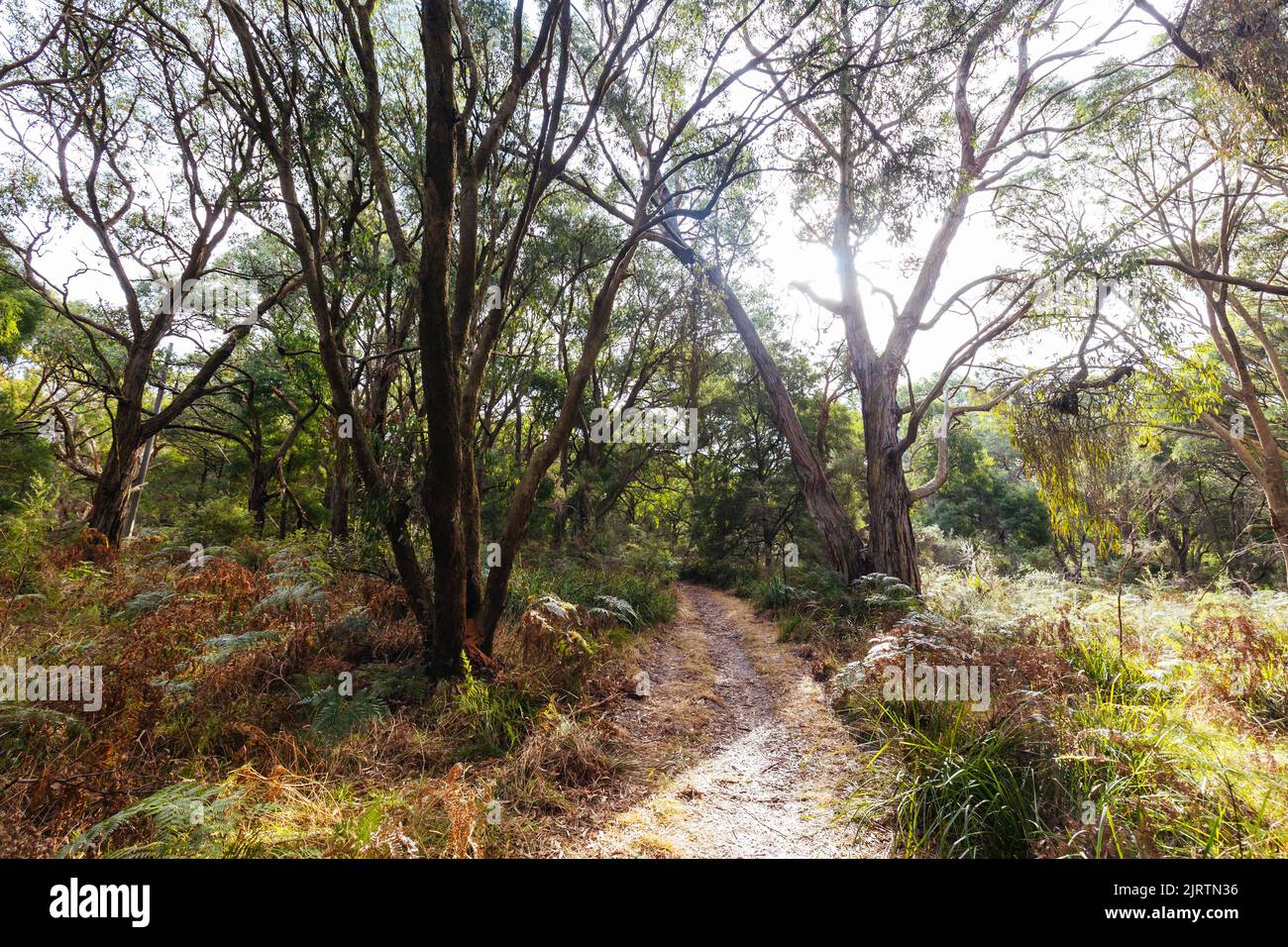 Two Bays Walking Track in Victoria Australia Stock Photo - Alamy