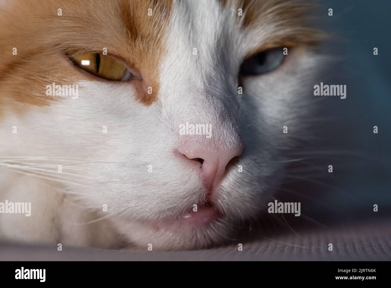 Cat close-up portrait of cute white and yellow fur with two different ...