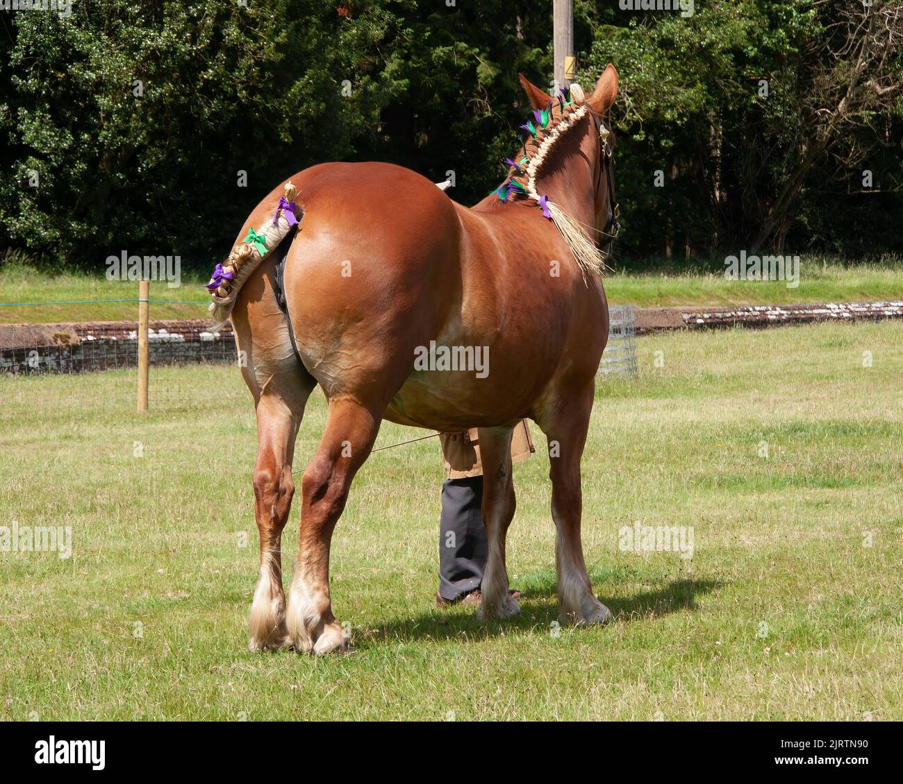 The mighty tan brown shire Suffolk Punch horse with ornate ribbon on ...