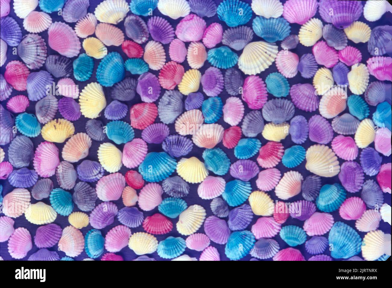 Colored Sea Shells Stock Photo - Alamy