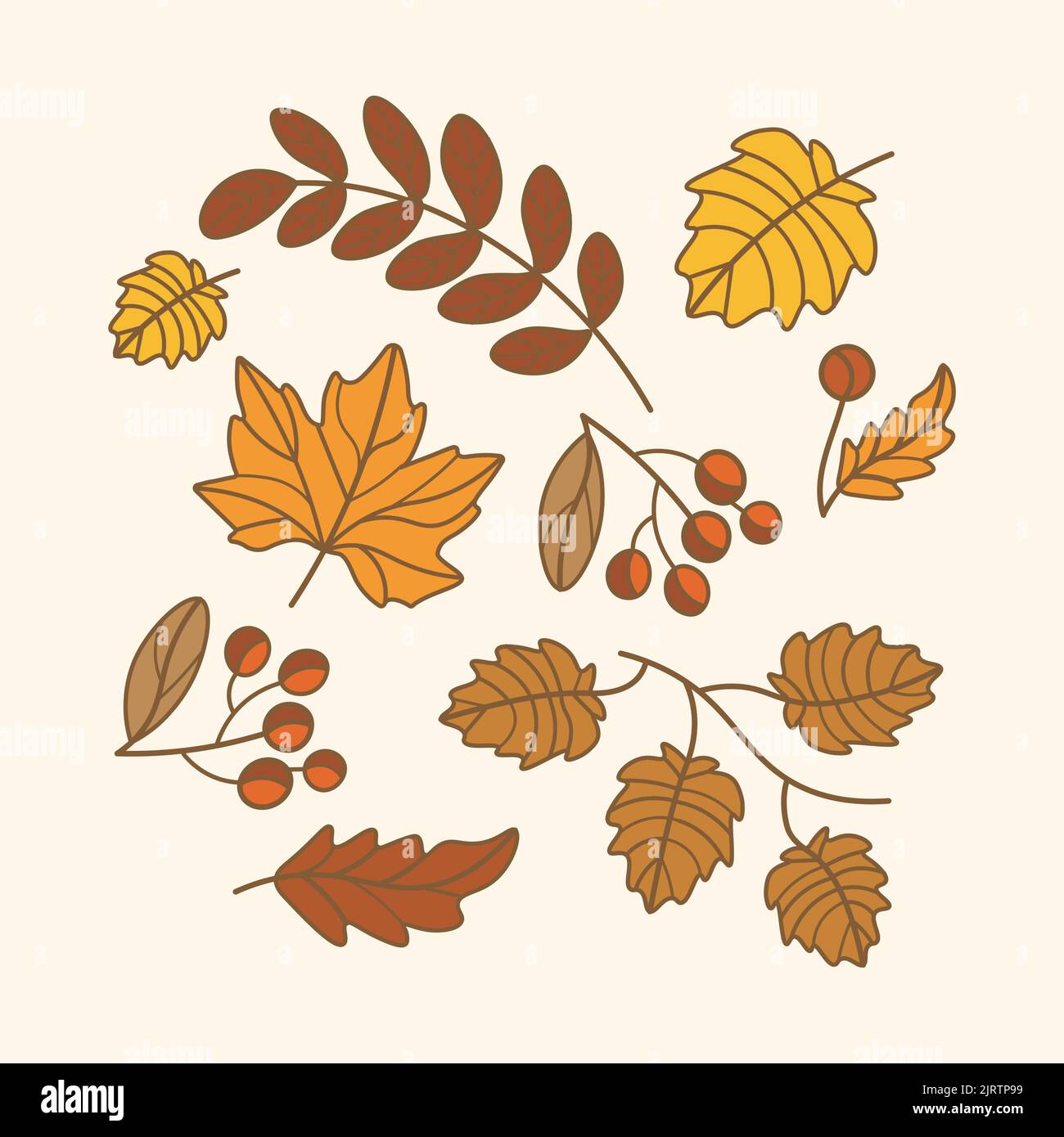 Red rowan berries maple Stock Vector Images - Alamy