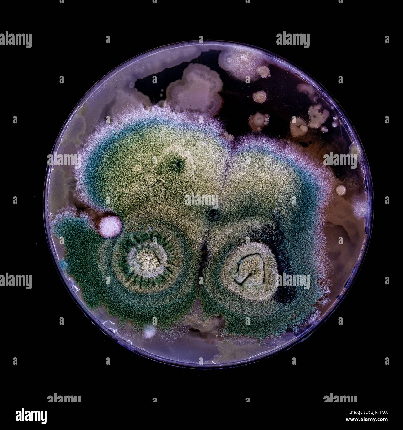 Samples of Petri dishes with a culture of microorganisms and fungi in the surface of agar ...