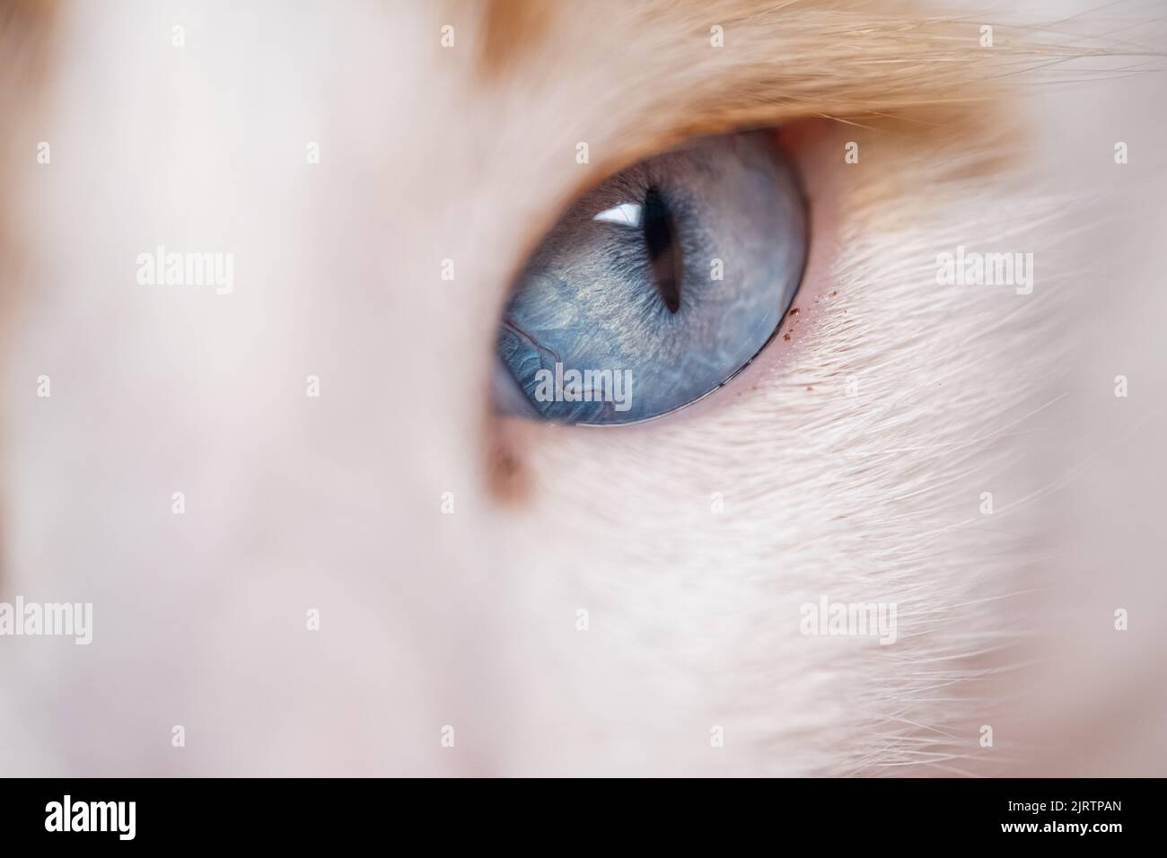 Closeup view beautiful young white hi-res stock photography and images ...