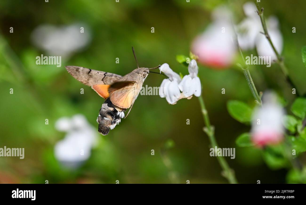 Summer insects hi-res stock photography and images - Alamy
