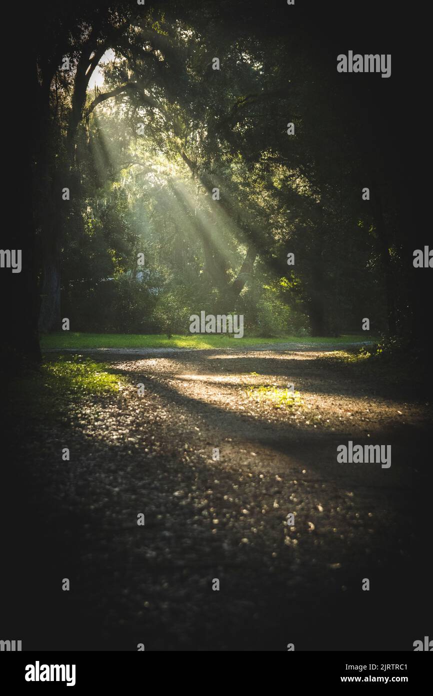 Bright sun rays falling from heaven in the forest Stock Photo - Alamy