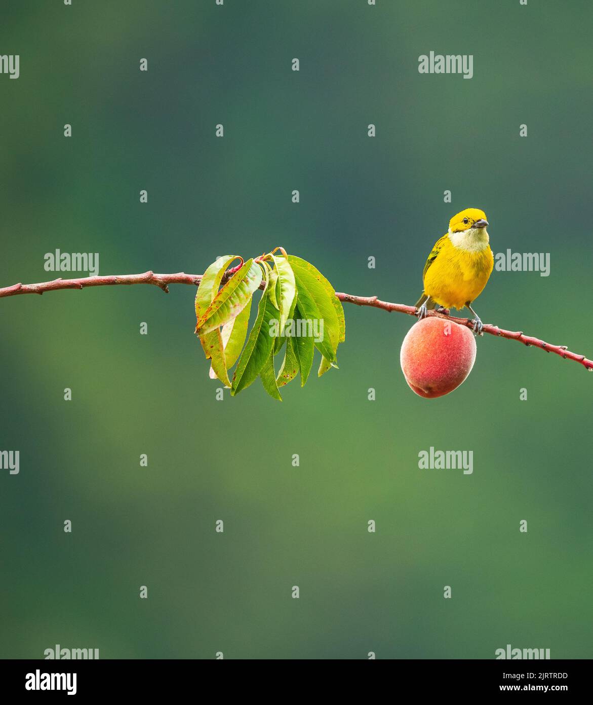 A female flame coloured tanager perched on a peach tree branch, Costa ...