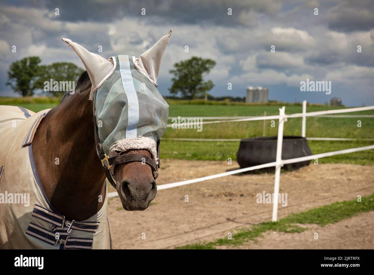 A horse wearing a fly veil, on a rainy day, while standing on a ranch ...