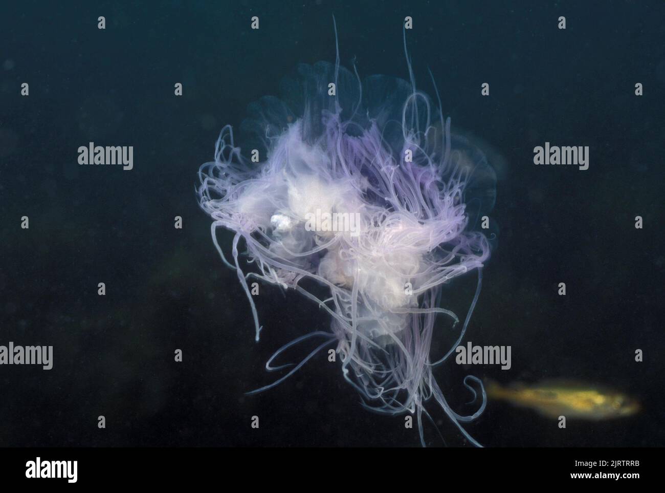 Blue Jellyfish - Bluefire Jellyfish (Cyanea lamarckii) swimming ...