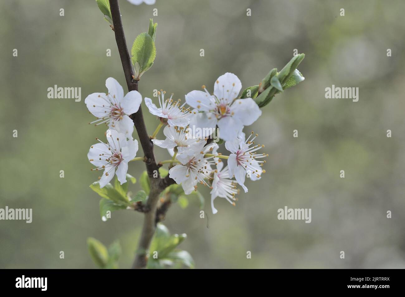 Plum-tree (Prunus domestica) flowering at spring Belgium Stock Photo ...