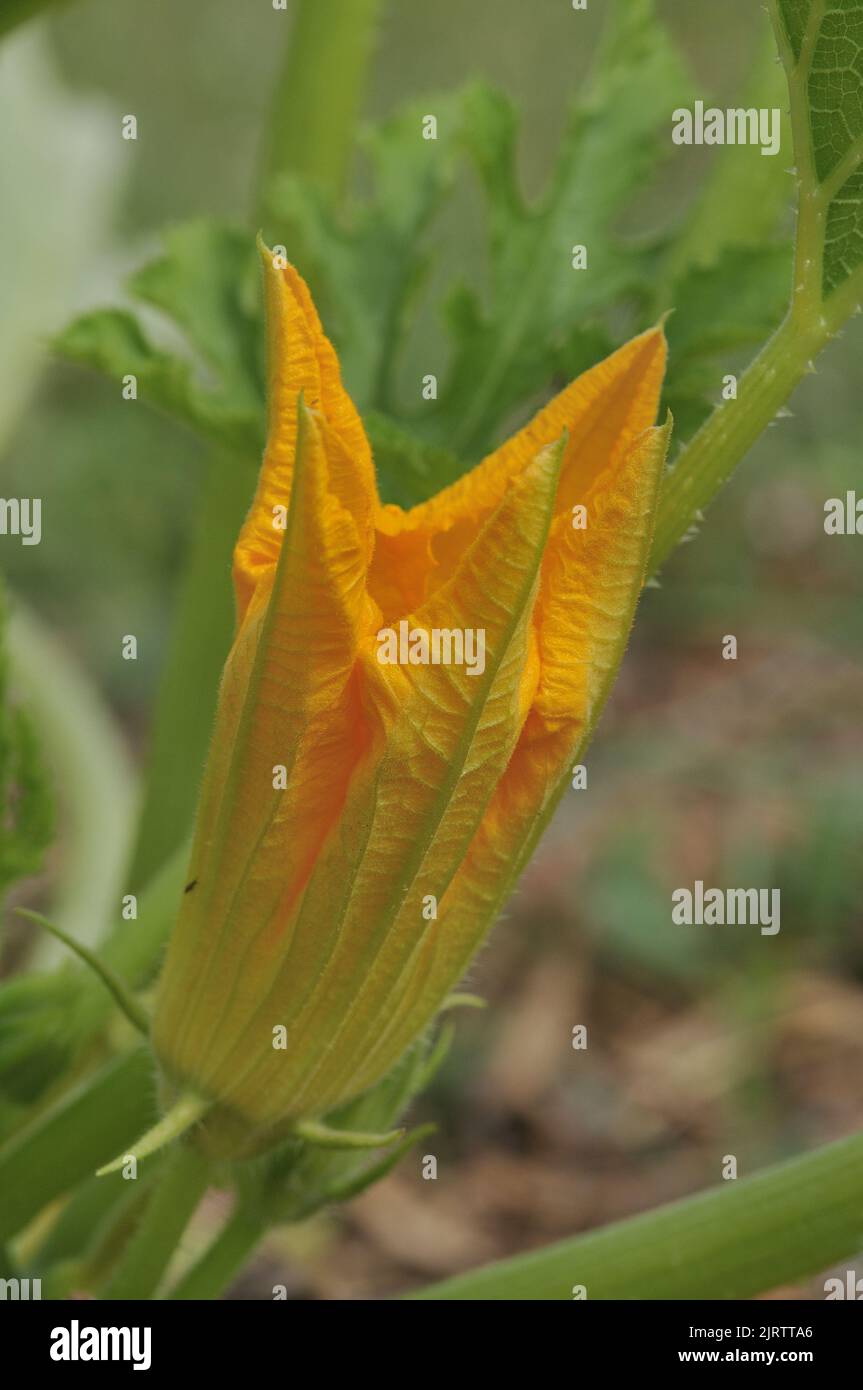 Oilseed pumpkin - Gem squash - Zucchini - Courgette (Cucurbita pepo ...