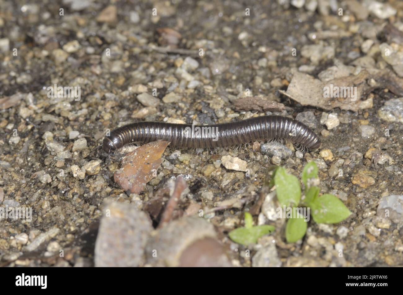 White-legged snake millipede - Black millipede (Tachydopoiulus niger ...