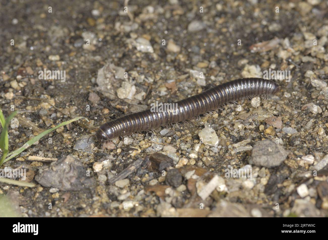 White-legged snake millipede - Black millipede (Tachydopoiulus niger ...