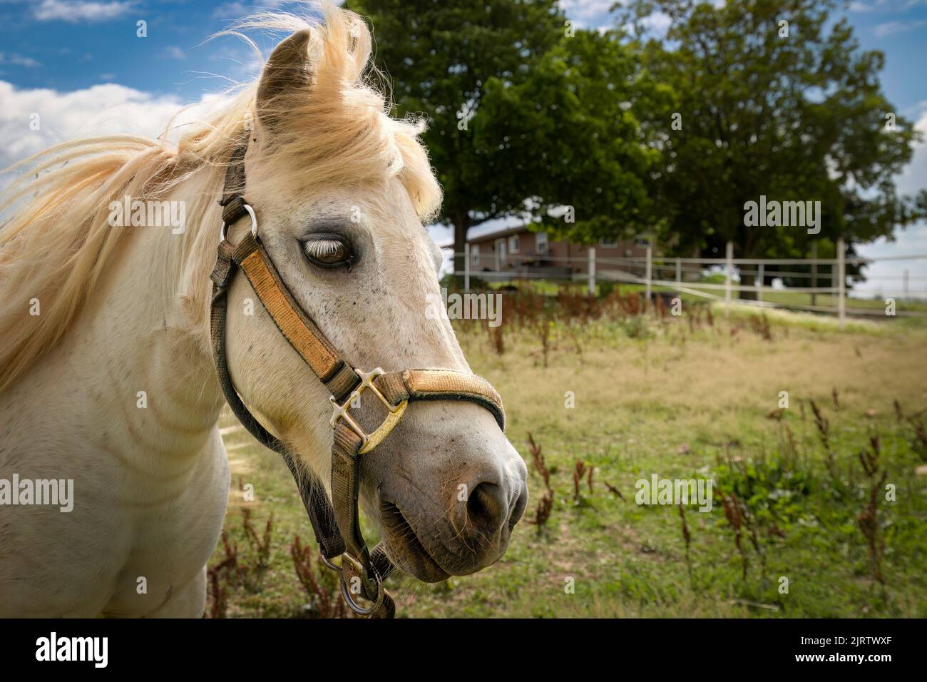 A white horse stands in a windy field on a ranch near Manitowoc ...
