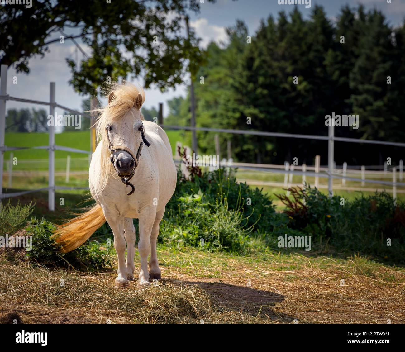 A white horse stands in a windy field on a ranch near Manitowoc ...