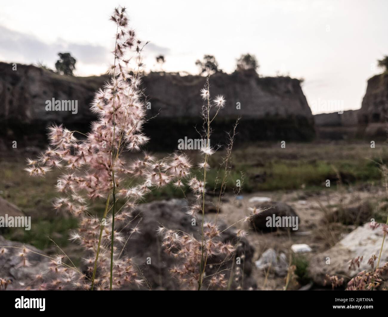 all about nature and wild animals living in tropical climates ...