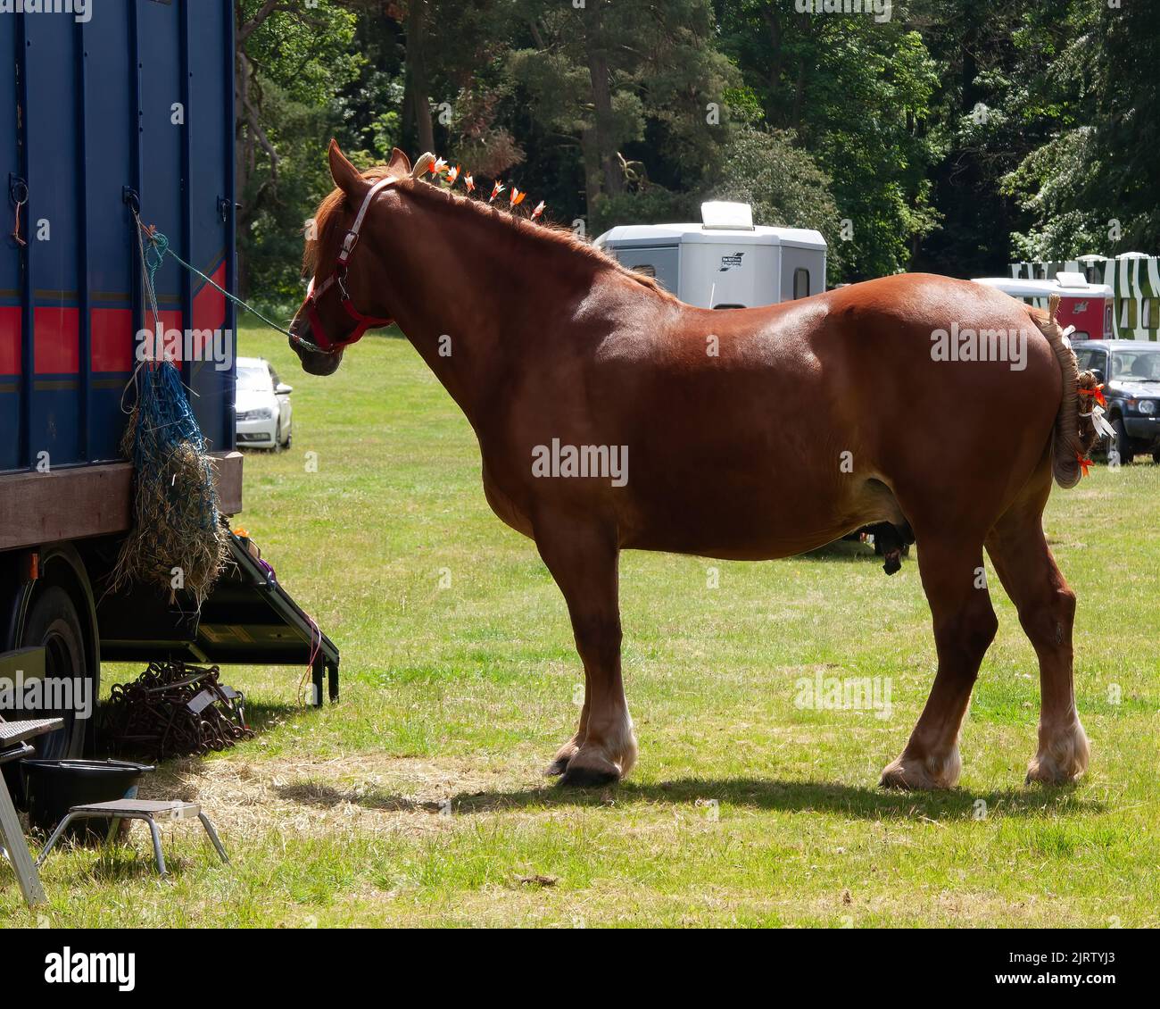 The mighty tan brown shire Suffolk Punch horse with ornate ribbon on ...