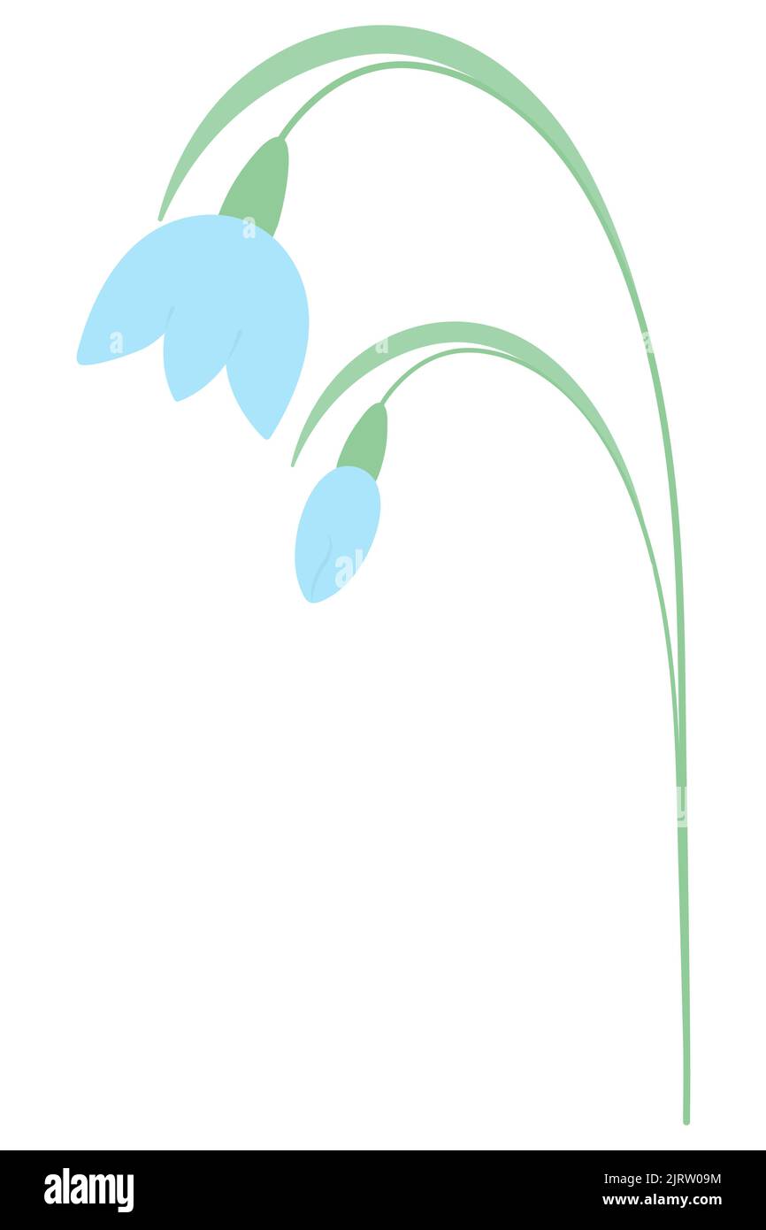 Snowdrop. Spring flower and blue bud. Color vector illustration. Tender ...