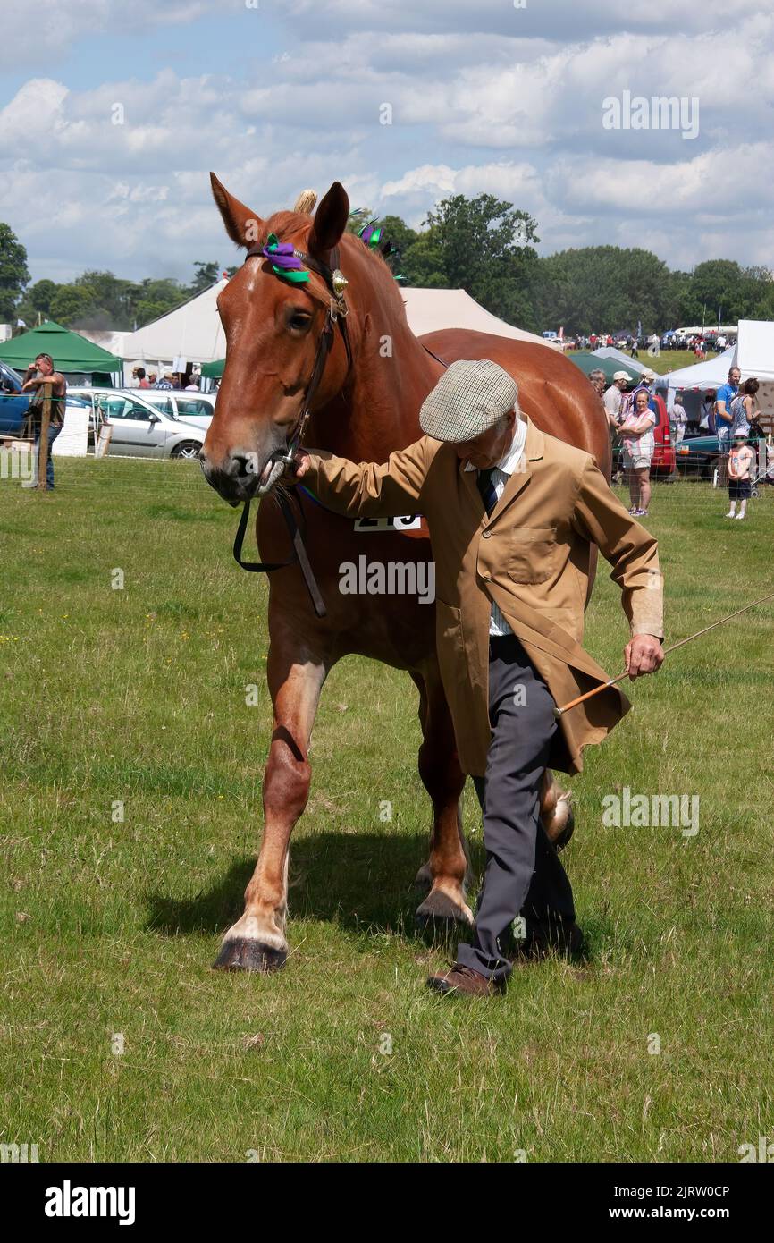 The mighty tan brown shire Suffolk Punch horse with ornate ribbon on ...