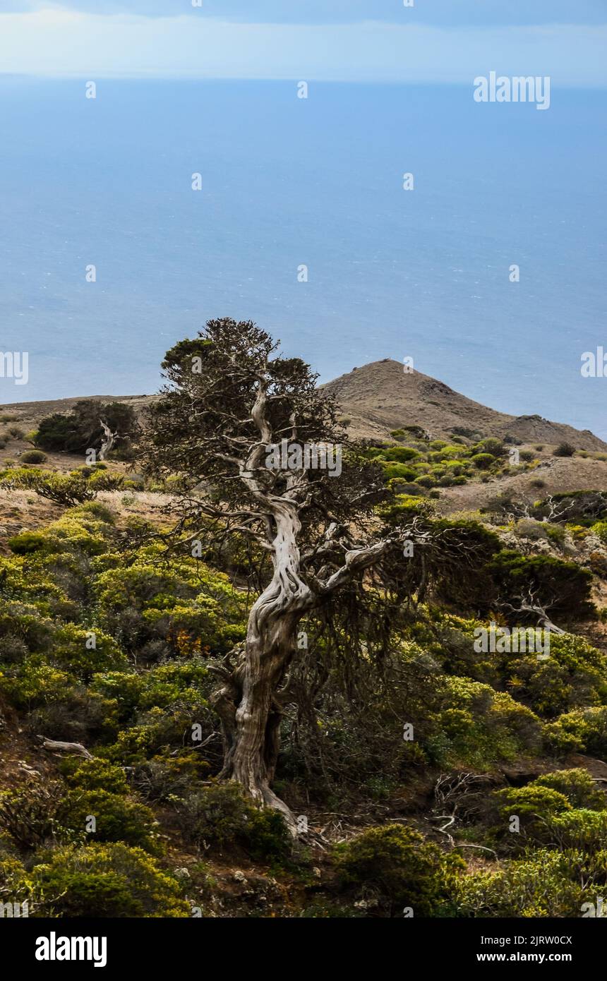 Gnarled Juniper Tree Shaped By The Wind at El Sabinar, Island of El ...