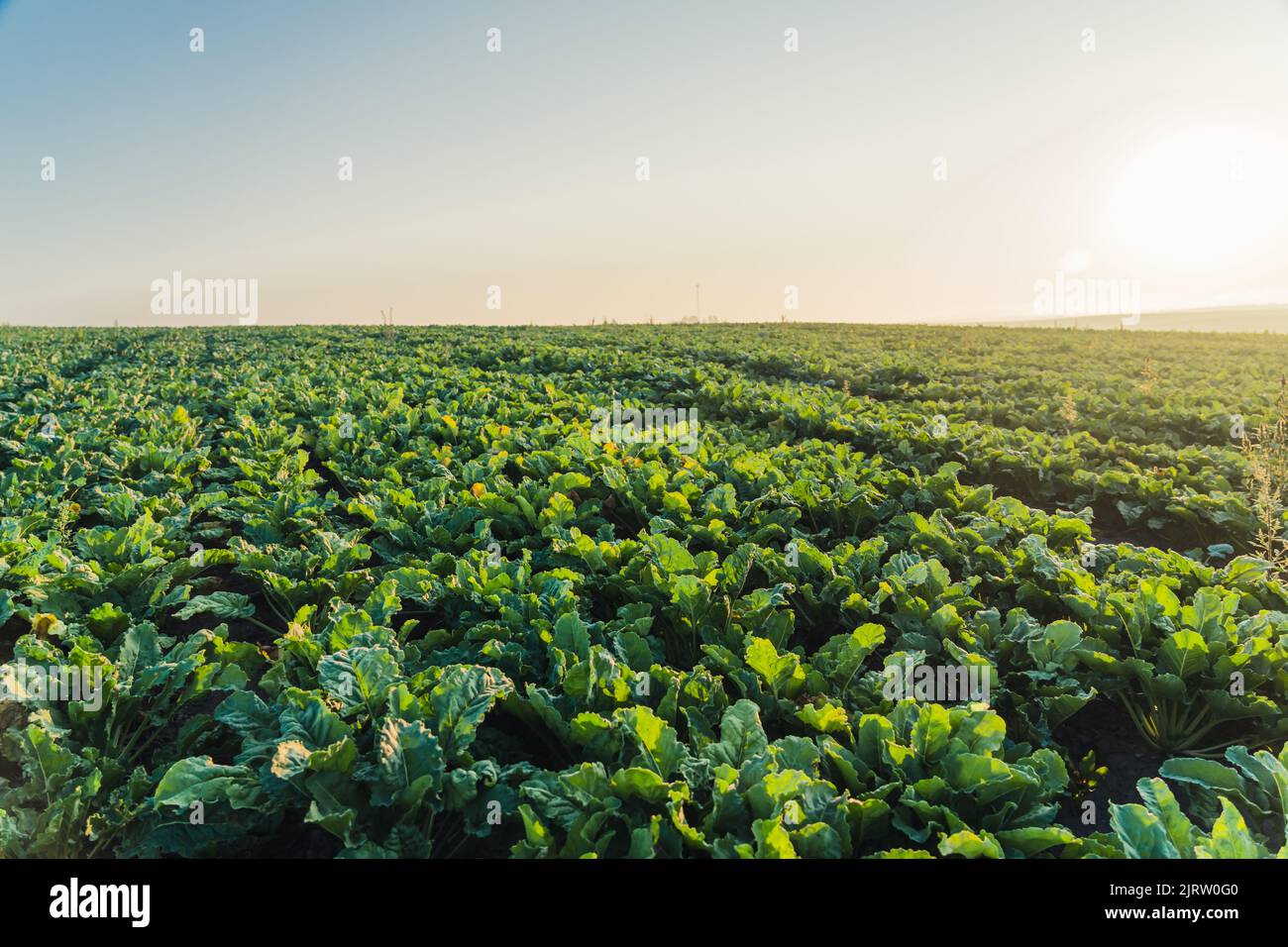 Green field of white beets with clear blue morning sky and bright white ...