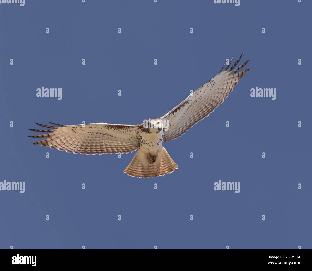 A Red-tailed hawk takes a closer look Stock Photo - Alamy