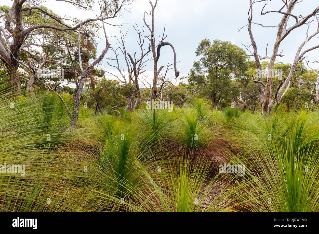 Part of the Two Bays Walking Track between Baldry's Crossing Picnic ...