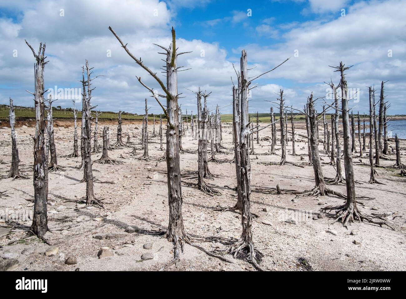 A stand of old dead skeletal trees exposed by falling water levels ...