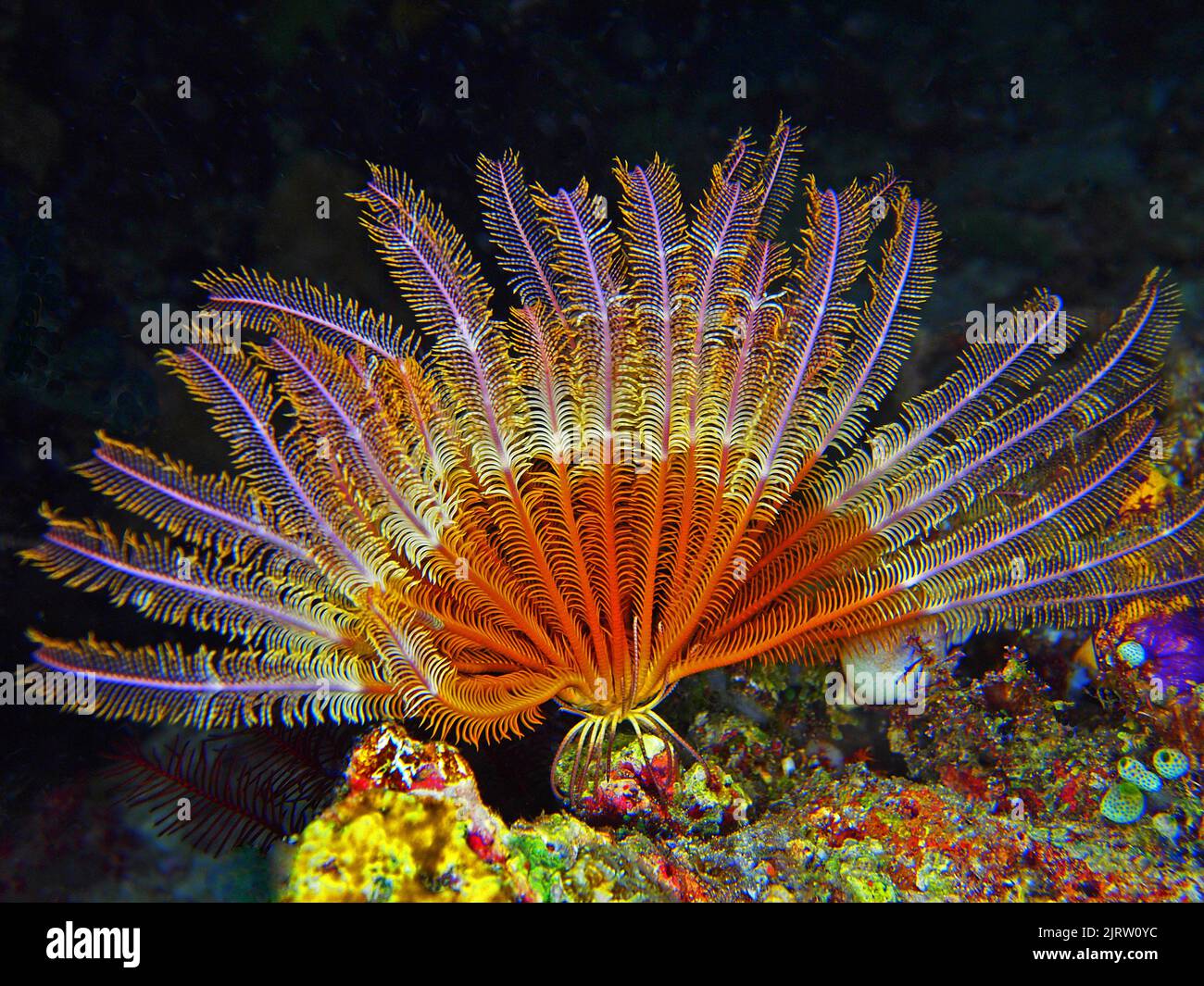 Haarstern crinoid hi-res stock photography and images - Alamy