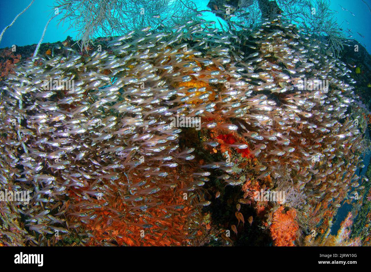 Pygmy Sweeper (Parapriacanthus ransonneti) schooling in a coral reef ...