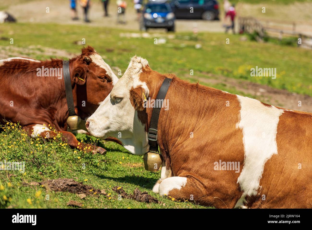 Two brown and white dairy cows with cowbell in a mountain pasture ...