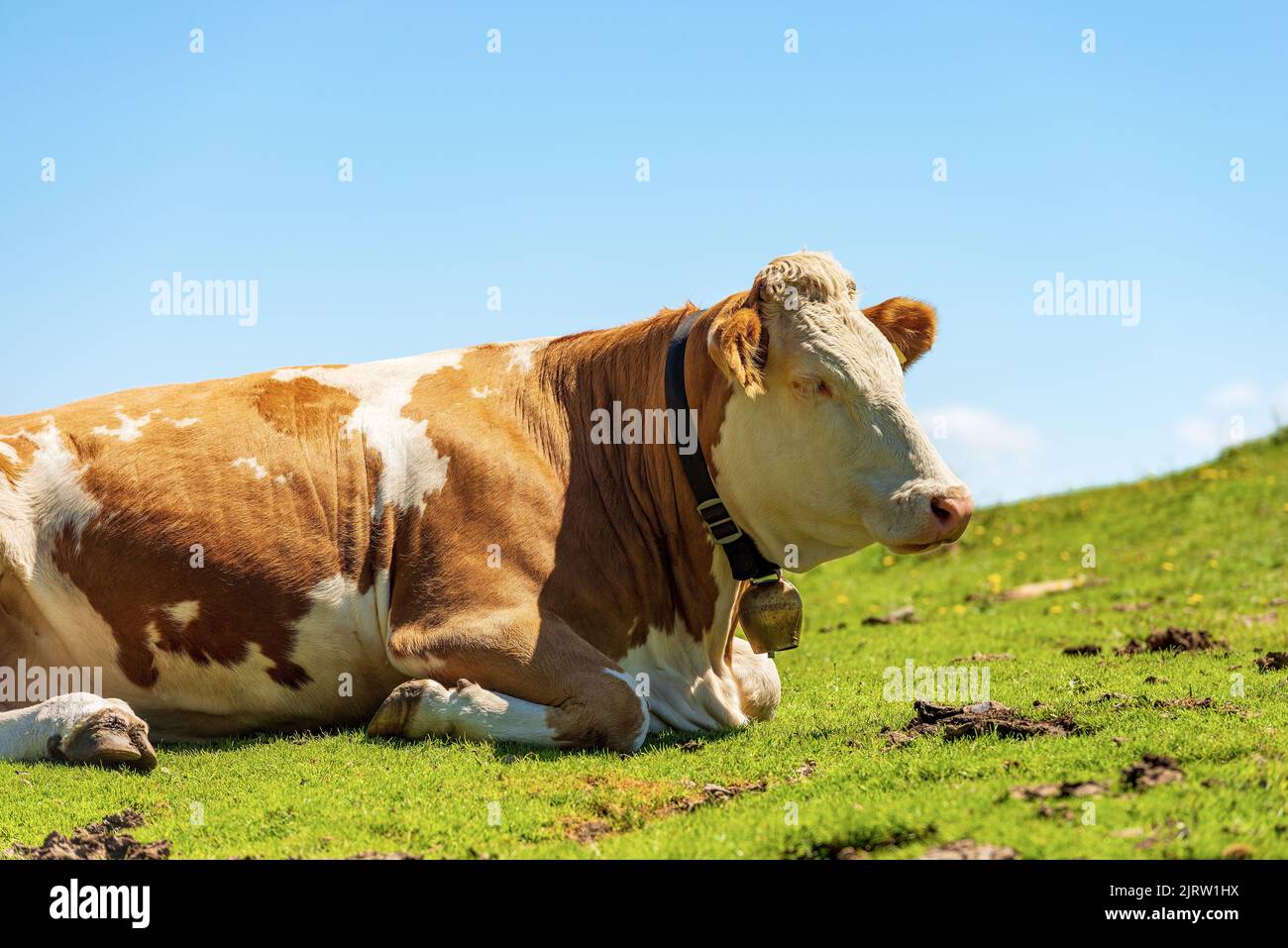 Brown and white dairy cow with cowbell on a mountain pasture, green ...