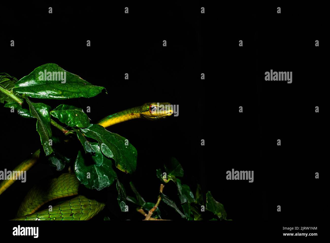 all about nature and wild animals living in tropical climates ...