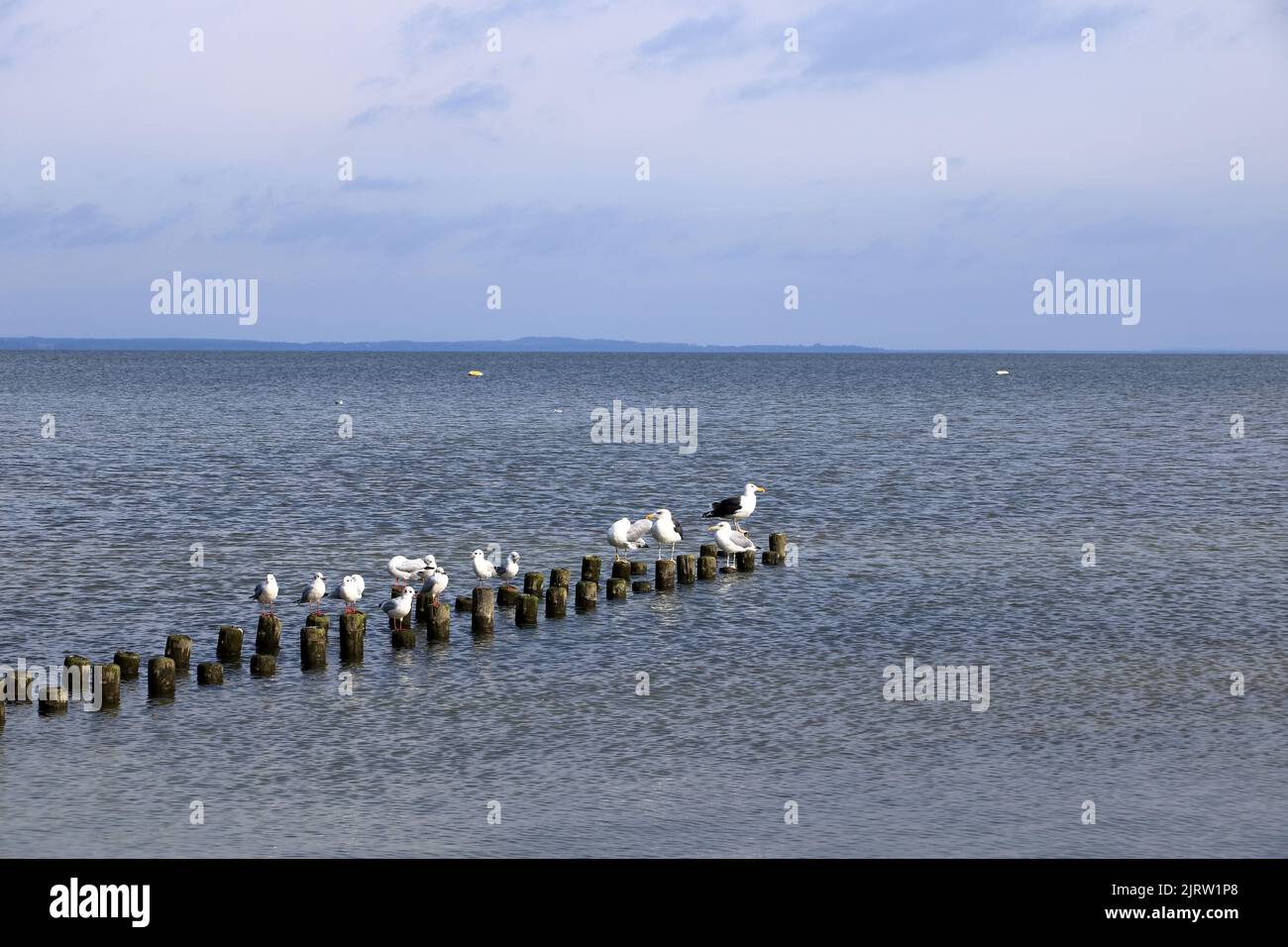 Seagulls on wooden poles in blue lake Stock Photo - Alamy