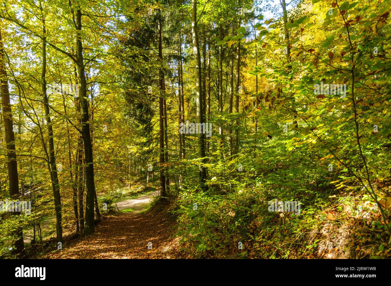 Trees in autumn foliage outside Zurich, Switzerland on October 21, 2012 ...