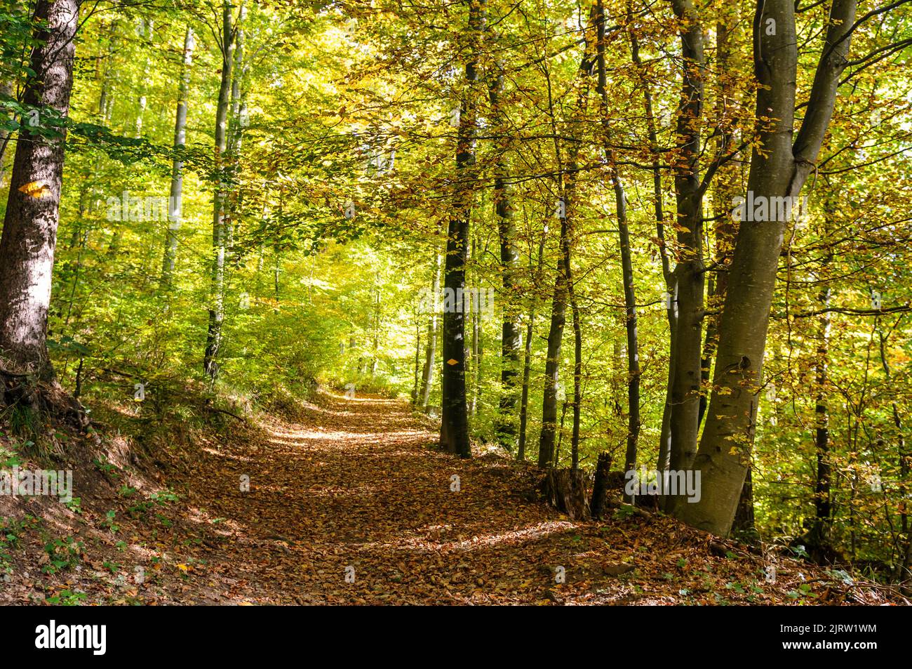 Trees in autumn foliage outside Zurich, Switzerland on October 21, 2012 ...