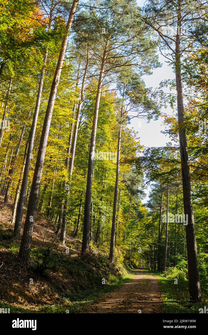 Trees in autumn foliage outside Zurich, Switzerland on October 21, 2012 ...