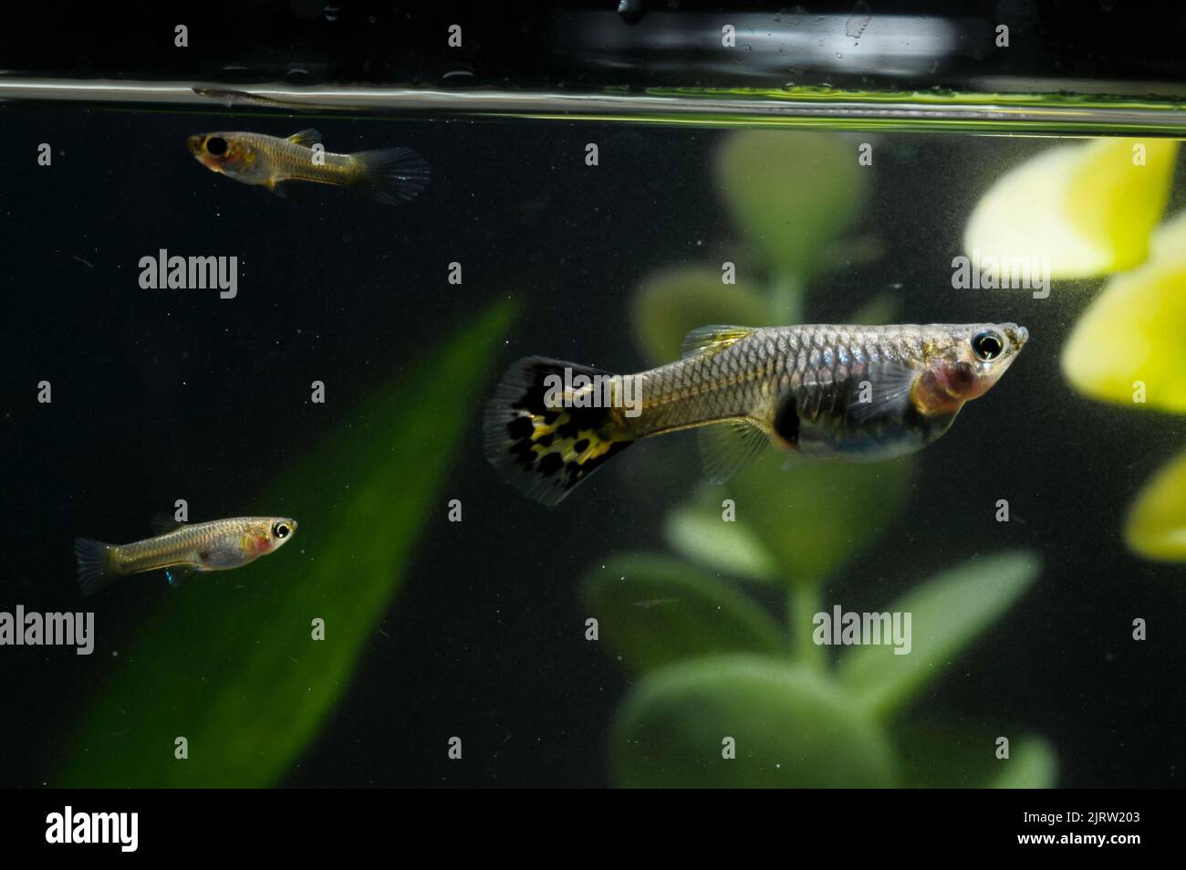 Guppy Multi Colored Fish in a Tropical Acquarium Stock Photo - Alamy