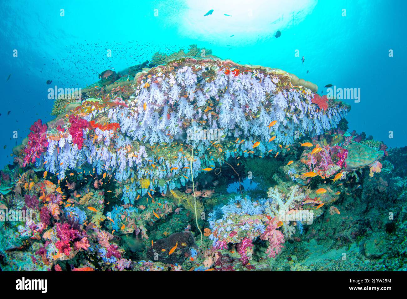 Healthy ecosystem hi-res stock photography and images - Alamy