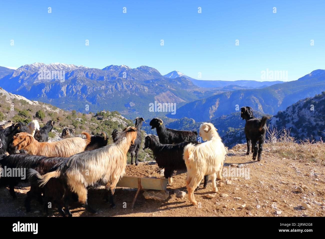 Goats in front of the taurus mountains in turkey near the city antalya ...