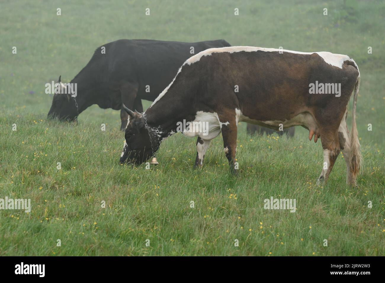 Cows graze in a meadow in the fog, Carpathian cows in Ukraine, mountain ...