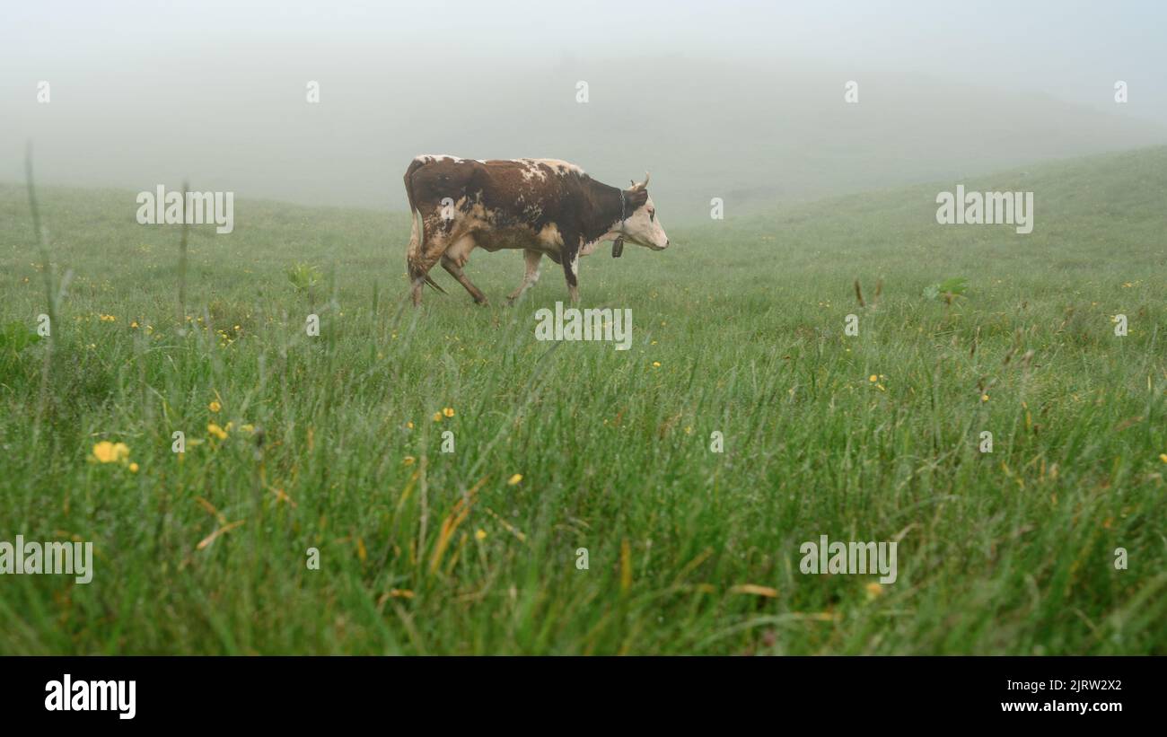 Cows graze in a meadow in the fog, Carpathian cows in Ukraine, mountain ...