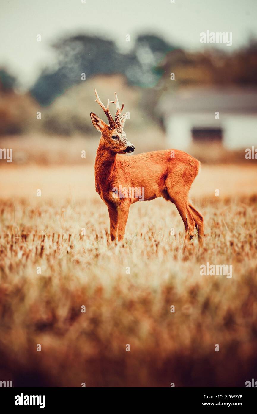 wild roe deer go and eating grass. nice deer Stock Photo - Alamy