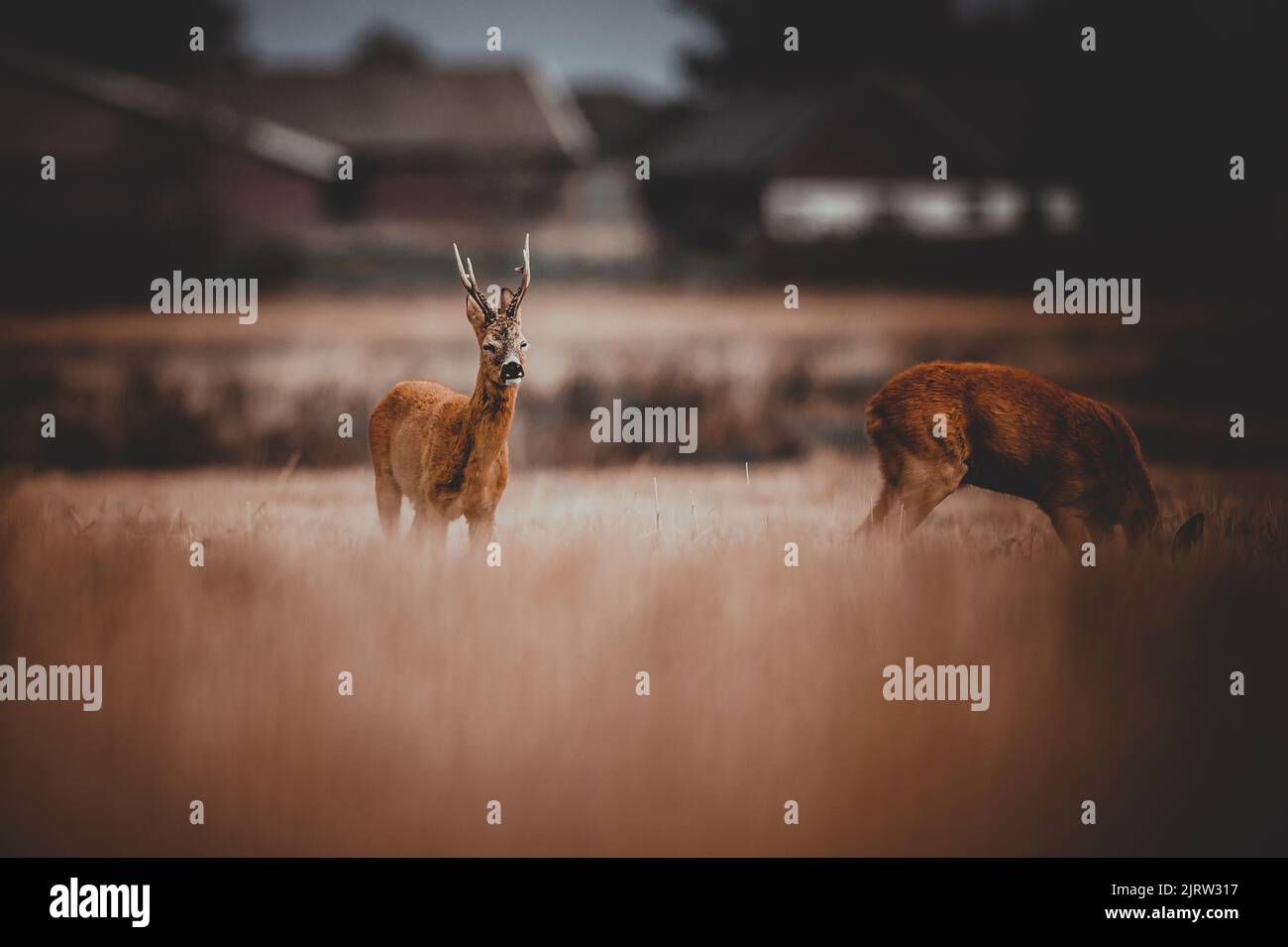 Large ear deer hi-res stock photography and images - Alamy