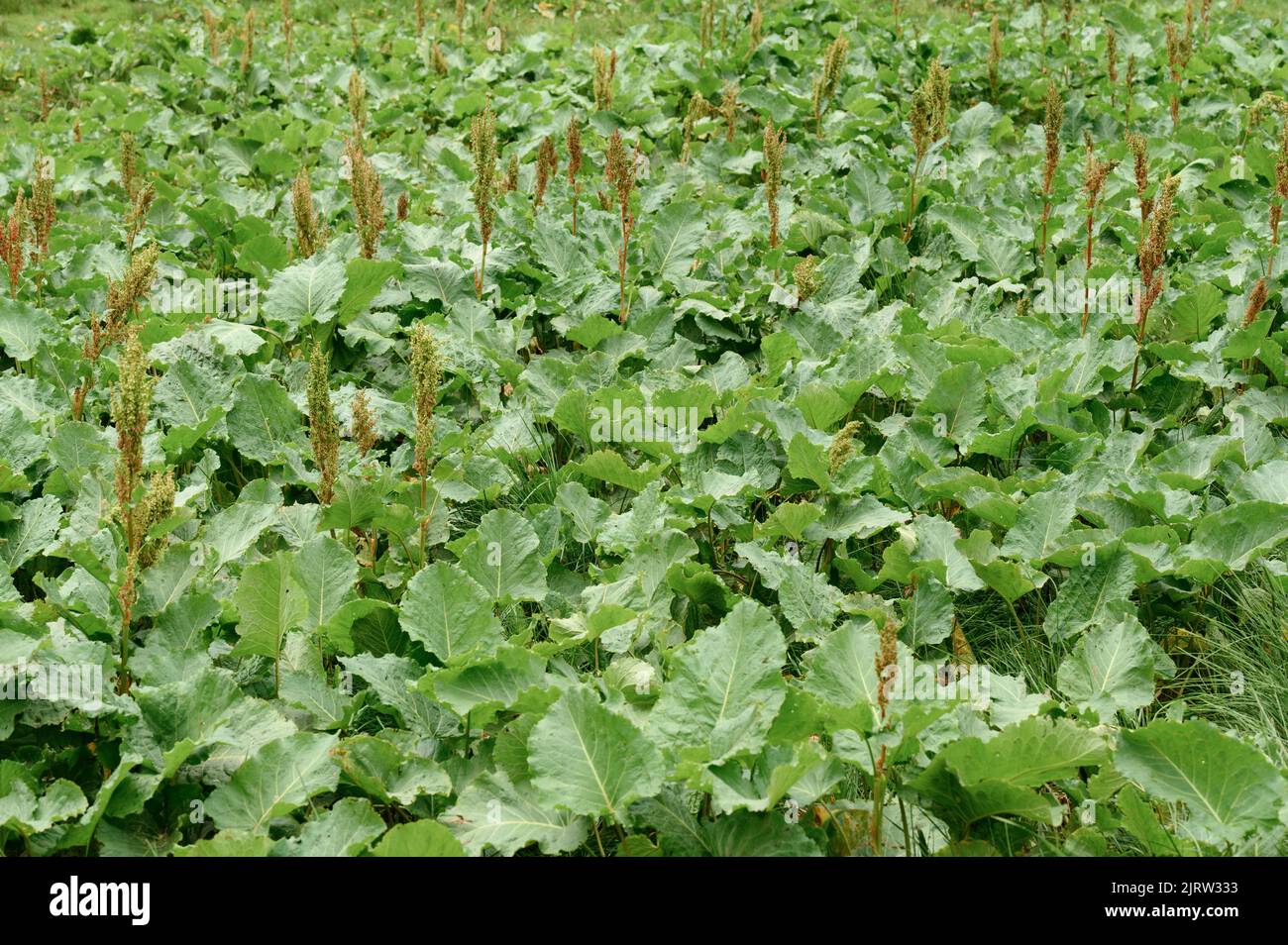 Horse sorrel Rumex confertus on a grassy background, a perennial ...