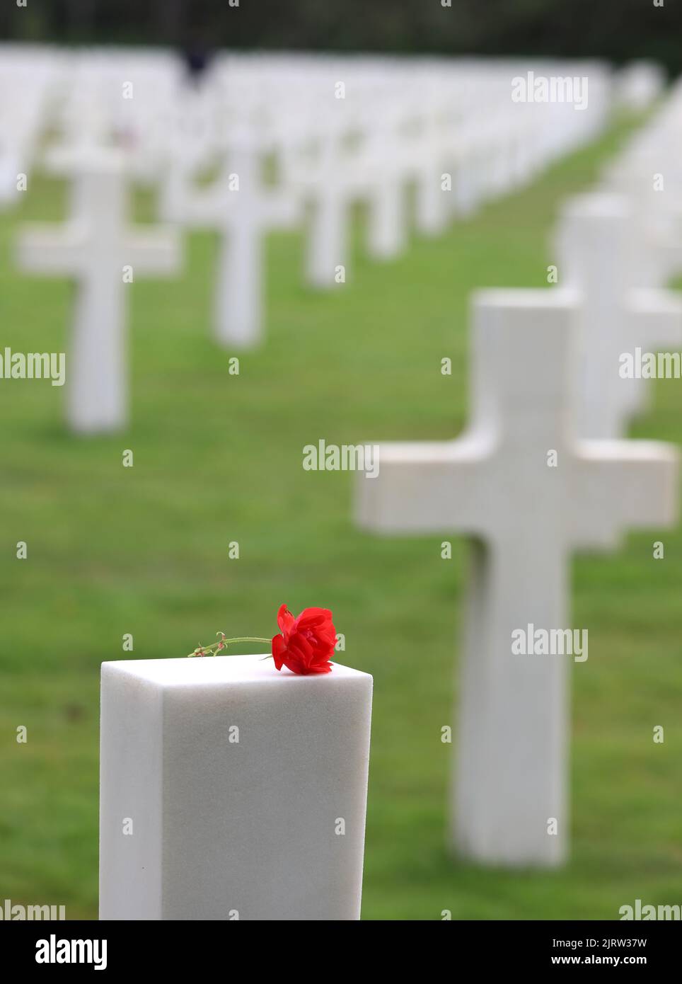 red rose flower on the cross of a cemetery of soldiers who died during ...
