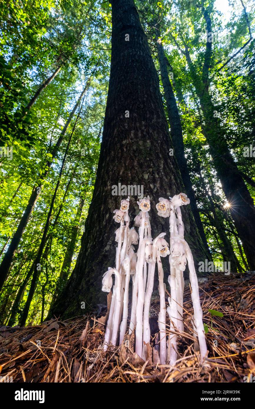 Indian Pipe or Ghost Plant (Monotropa uniflora) - near Pisgah National ...