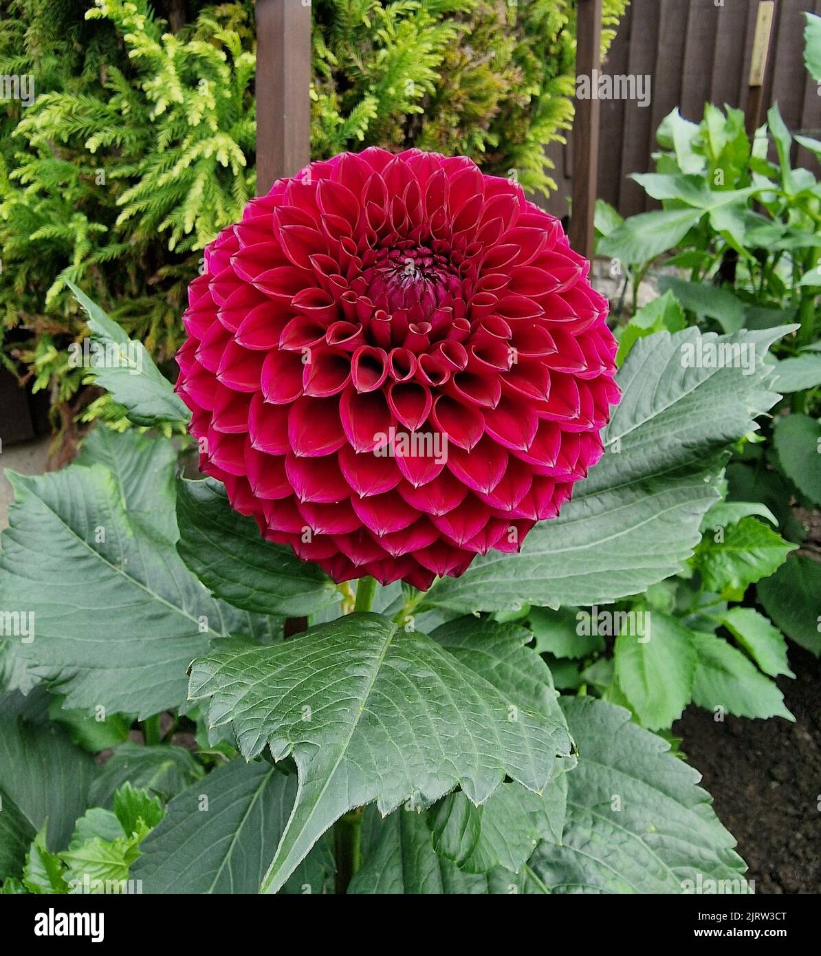 Dahlia, Westerton Gatehouse, Small Pom Stock Photo - Alamy