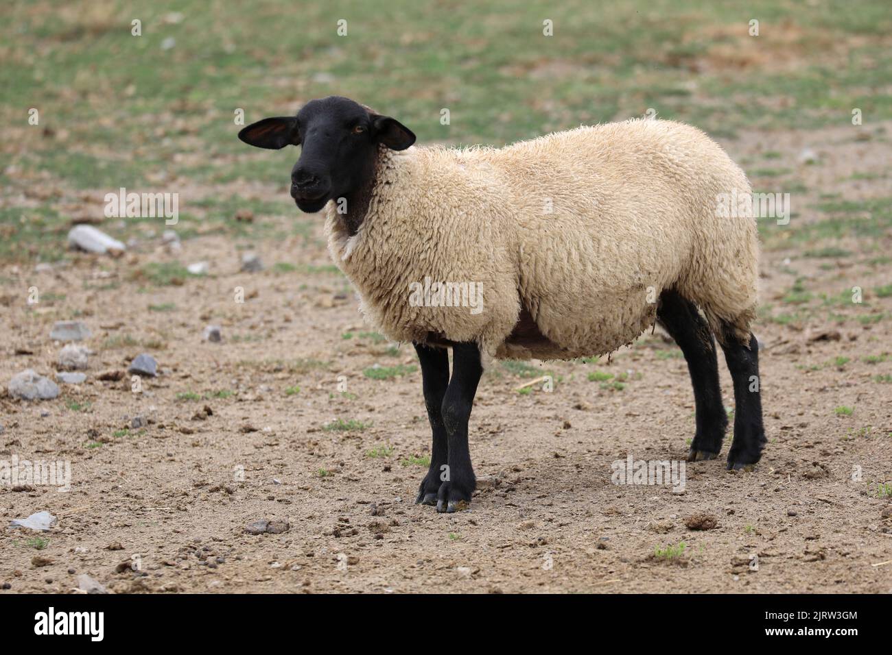 young suffolk sheep with black head and legs without wool Stock Photo ...
