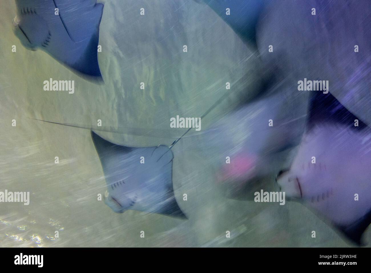 Deepwater stingray hi-res stock photography and images - Alamy